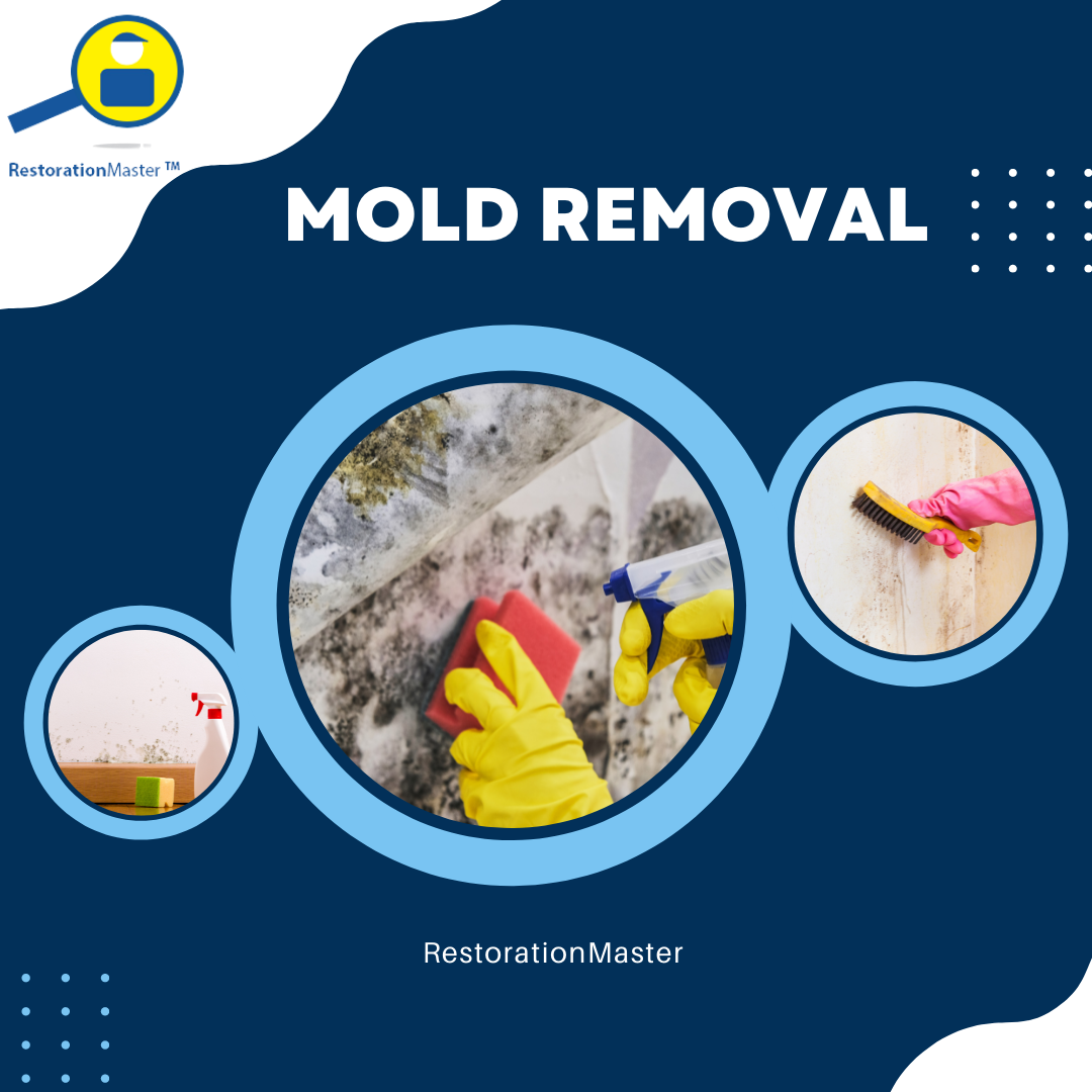Mold Remediation – Arlington Heights IL - Mildew Removal Service