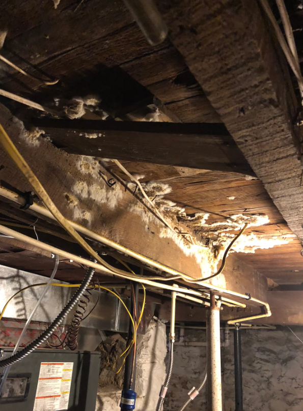 Mold Remediation in Centreville, VA | Black Mold Removal