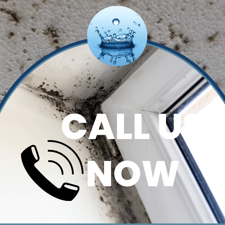 Mold Remediation in Arnold and Festus, MO | Black Mold Removal