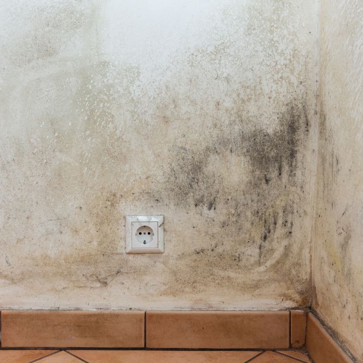 Mold Remediation and Mold Removal, Incline Village, NV