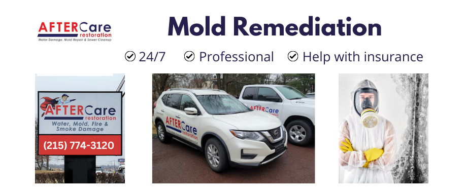 Mold Remediation in Macungie, PA | Mold Removal Services