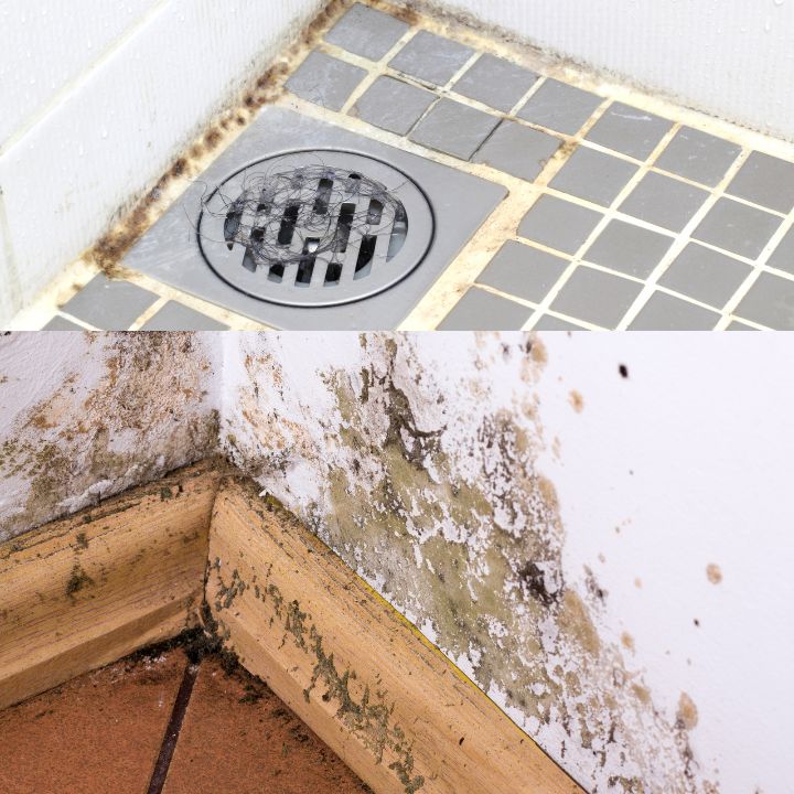 Mold Remediation in Mesa, AZ | Mold Removal