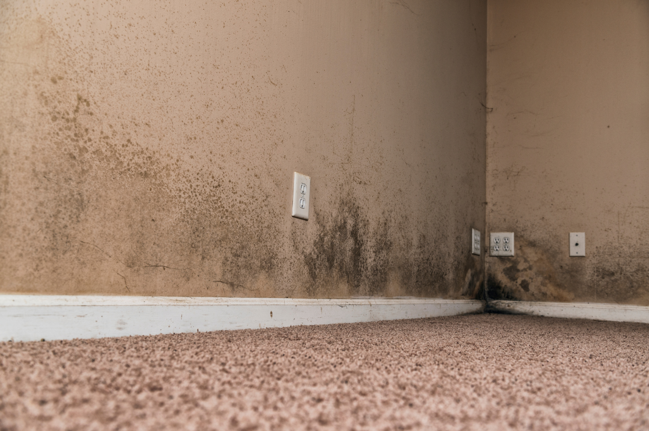 How to Remove Brown Mold from the Basement