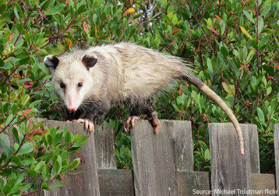 How To Get Rid Of Opossums: Prevention and Removal Tips