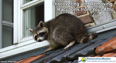 How to discover and remove raccoons from your attic?