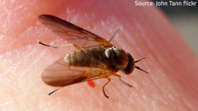 Reducing clutter - Pest control - Hoarding Cleaning