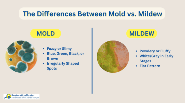 Mold vs Mildew: The Main Differences between Mold and Mildew
