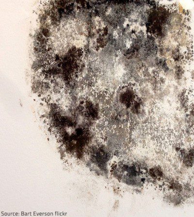 10 Facts about Mold - Health Risks, Mold Prevention, Detection, Removal