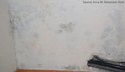 What Are the Levels of Mold Damage?
