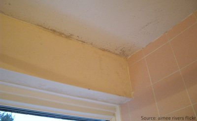 What Are the Levels of Mold Damage?