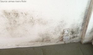 What Are the Levels of Mold Damage?