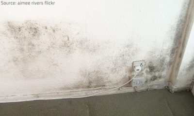 What Are the Levels of Mold Damage?