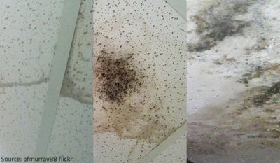 What Are the Levels of Mold Damage?