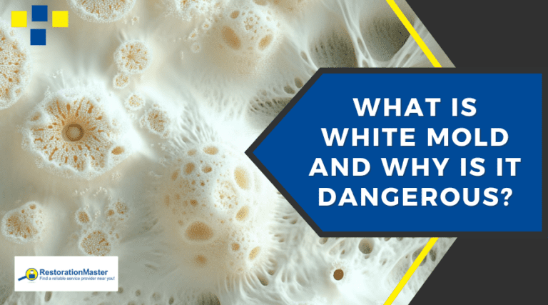 What is White Mold and Why is it Dangerous?