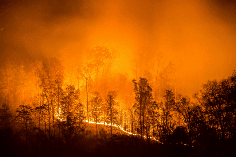 How Do Wildfires Start? | How to Stay Safe in case of Wildfire?