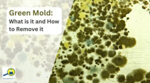 Green Mold: Is It Dangerous and How to Remove It