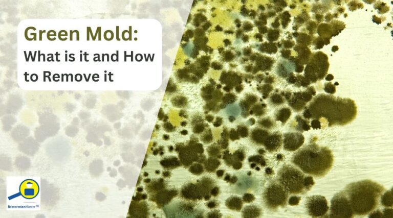 Green Mold: Is It Dangerous and How to Remove It