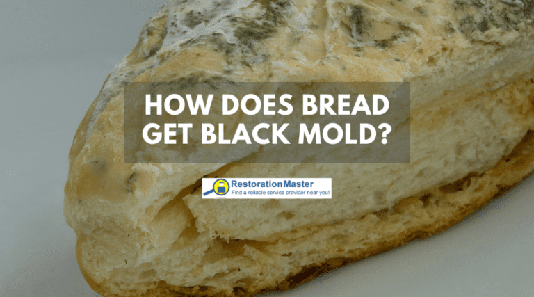 How Does Bread Get Black Mold?