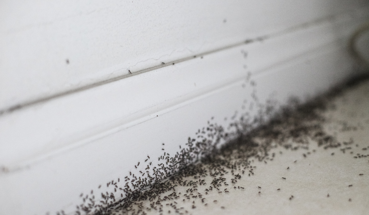How to Keep Pests Out of Your Office Space | Commercial Cleaning Blog