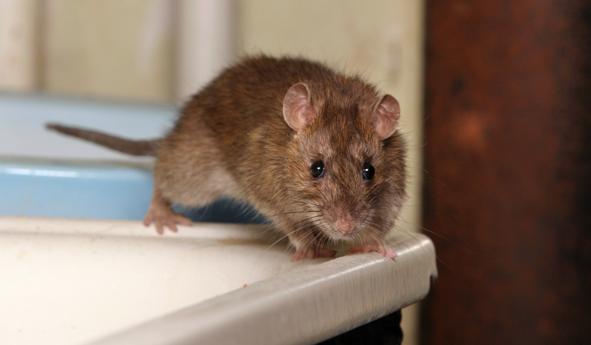 How to Keep Pests Out of Your Office Space | Commercial Cleaning Blog