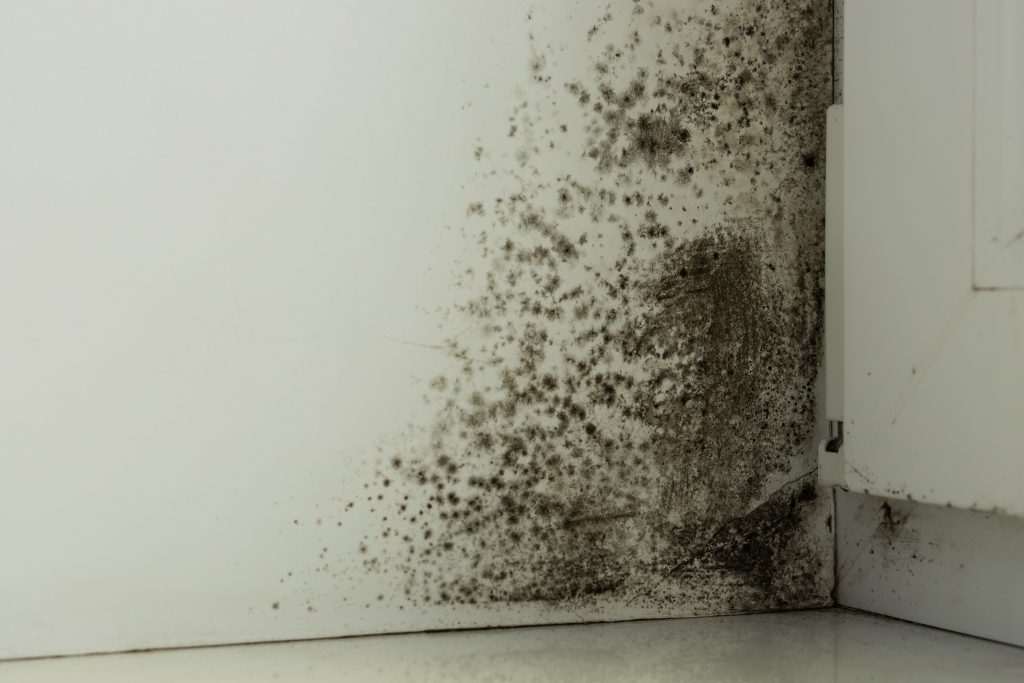 How Long Does It Take for Mold to Form After Water Damage?