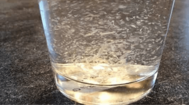 What Does White Water Mold Look Like?