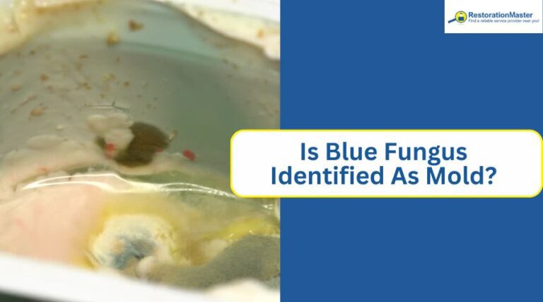 Can Mold Be in Blue Color? How Harmful It is?
