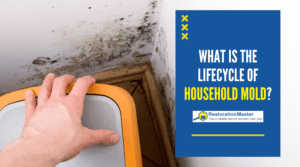 What is the Lifecycle of Household Mold?
