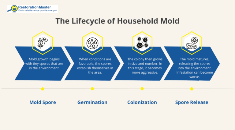 What is the Lifecycle of Household Mold?