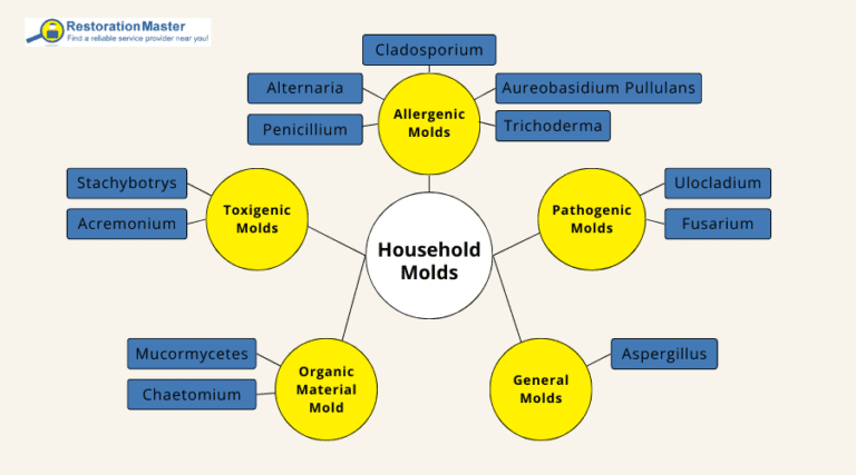 What is the Lifecycle of Household Mold?