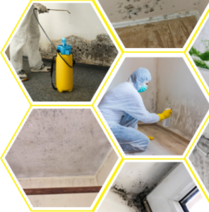 Mold on Ceiling – Ceiling Mold Removal | Mold Remediation 24/7