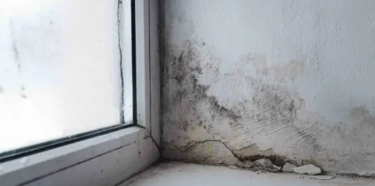 Basement Mold | Basement Mold Removal and Remediation