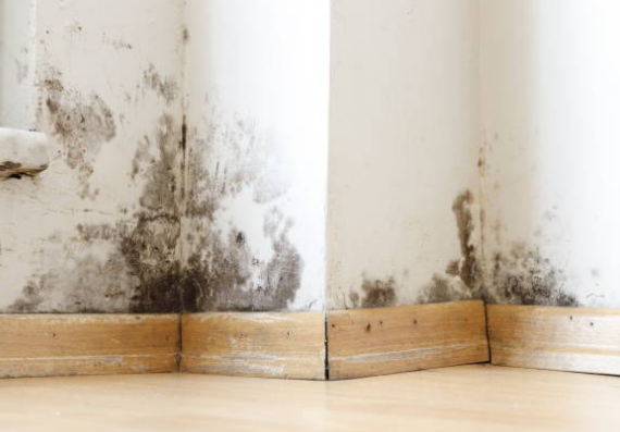 Mold in the Wall – Wall Mold Removal | Mold Remediation 24/7